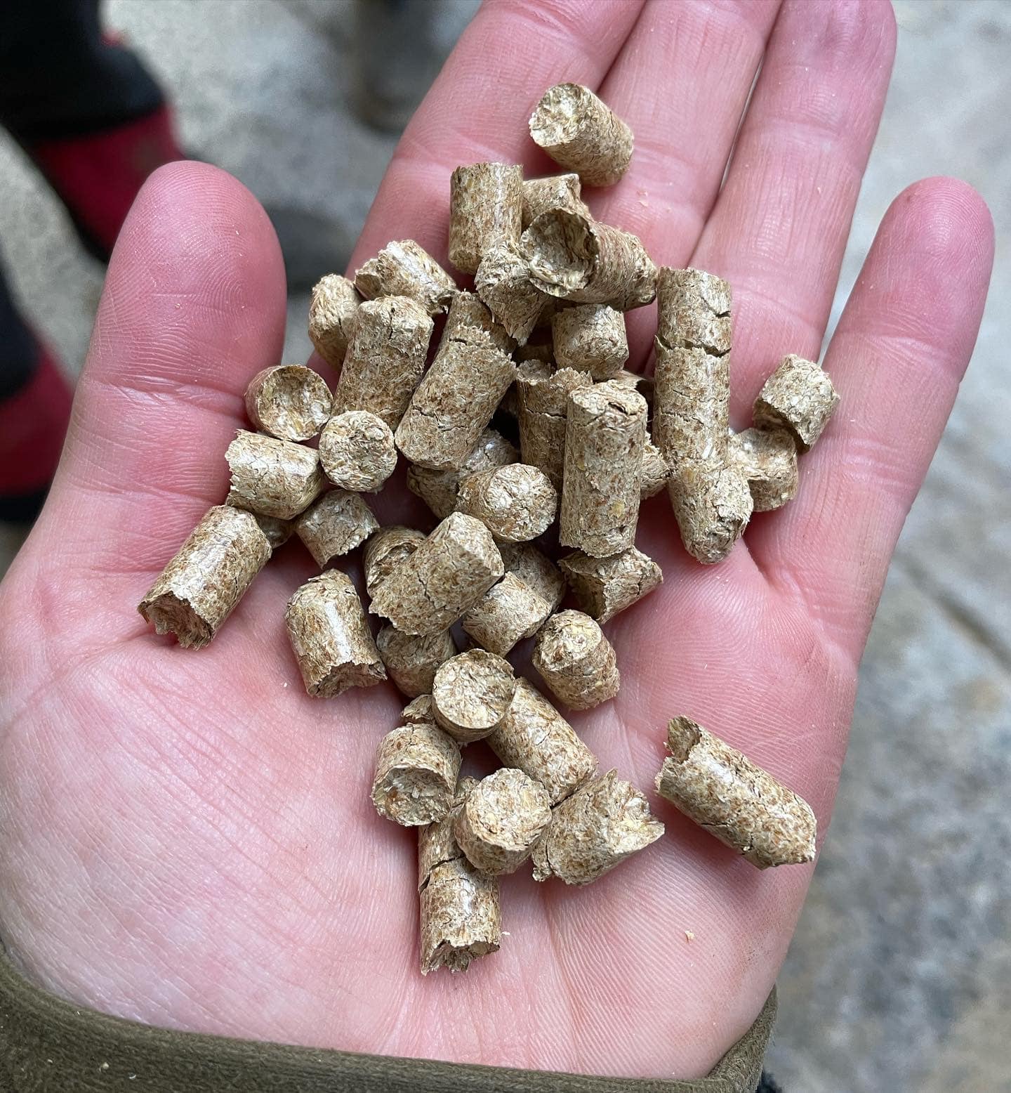 Concord Wheat Straw Pellet Bedding for Horses - Open Equine