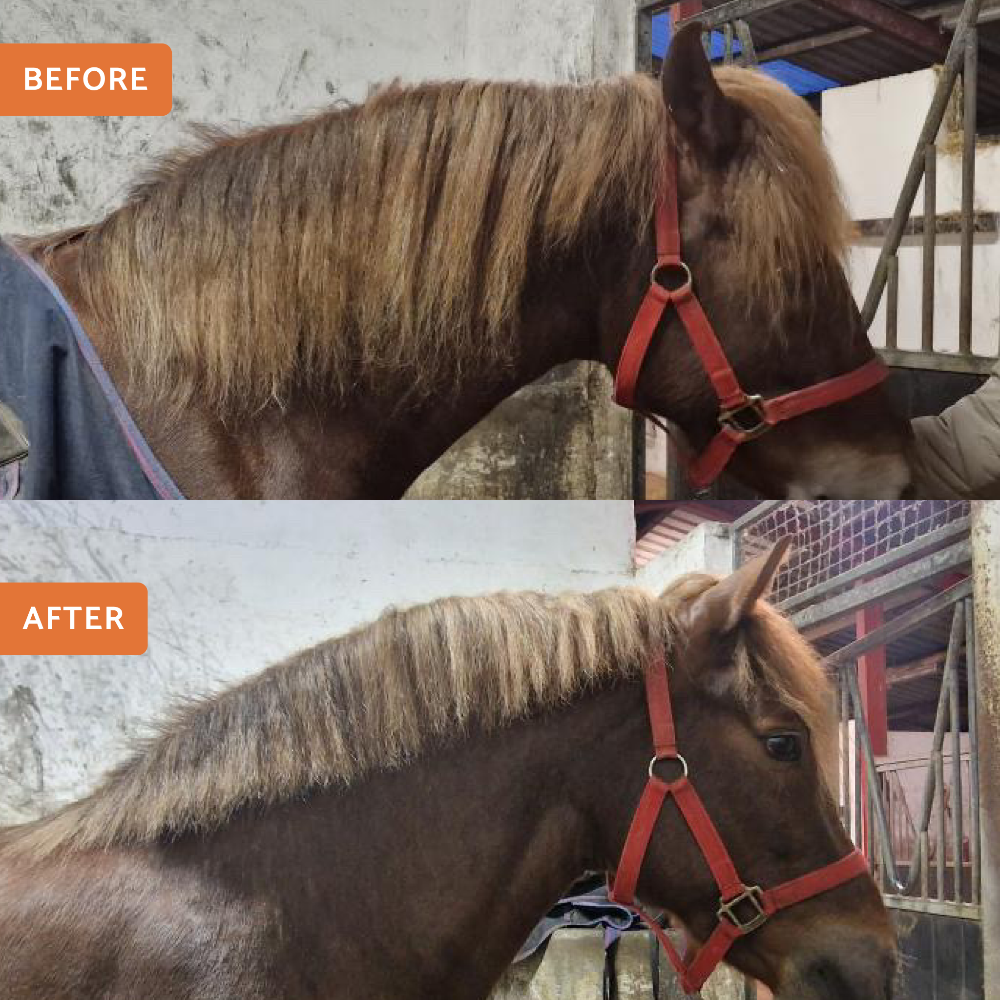 Wooden Mane & Tail Thinning Knife - Open Equine